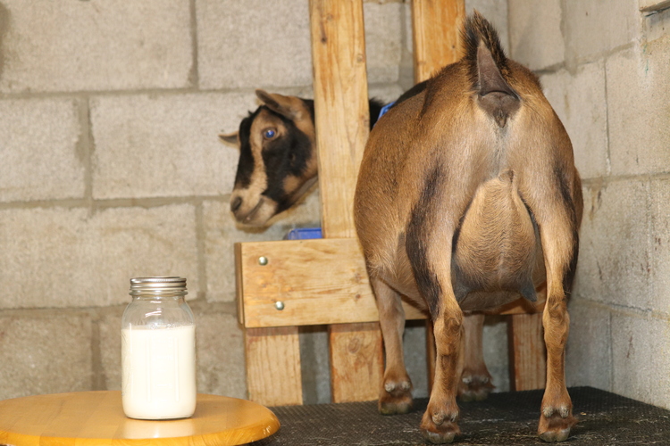 What to do When it's Time to Dry Off a Dairy Goat - Goat Journal